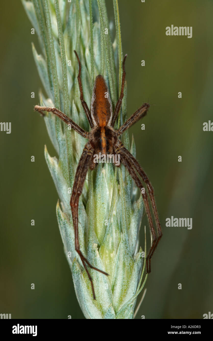 Hunting Spider Pisaura mirabilis Wolf spider resting on grass seed head ...