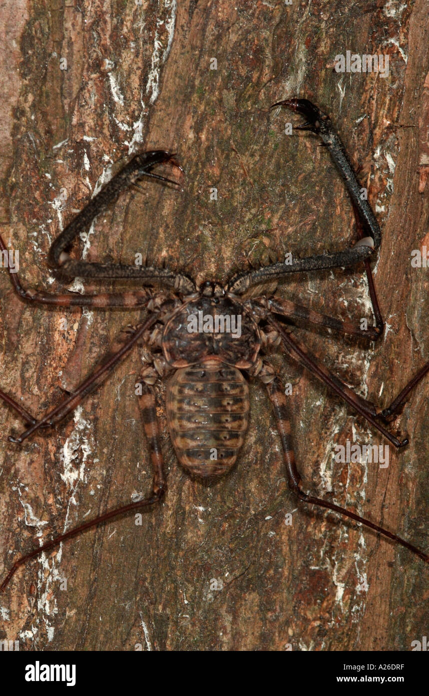 Amblypygi hi-res stock photography and images - Alamy