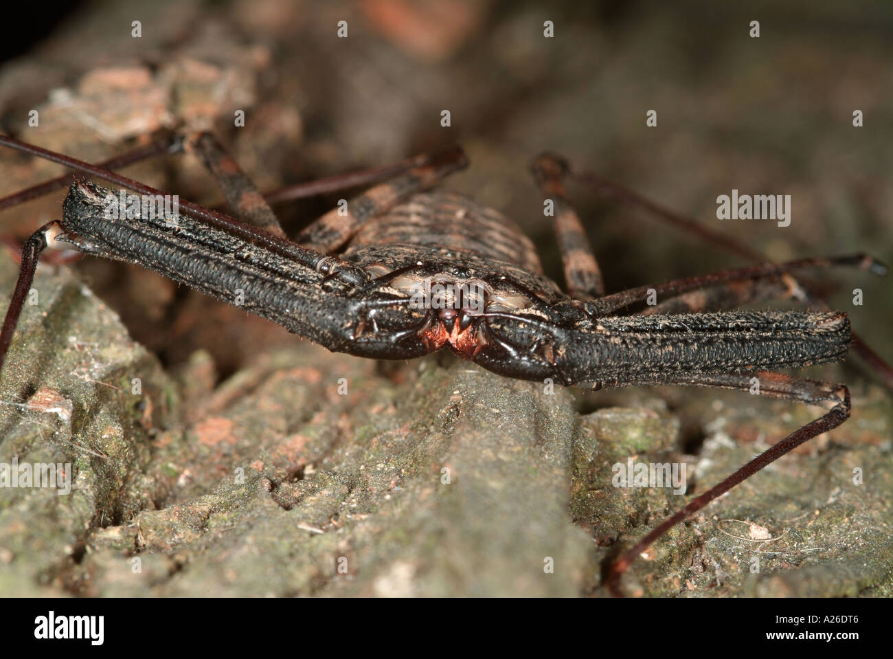 Amblypygi hi-res stock photography and images - Alamy