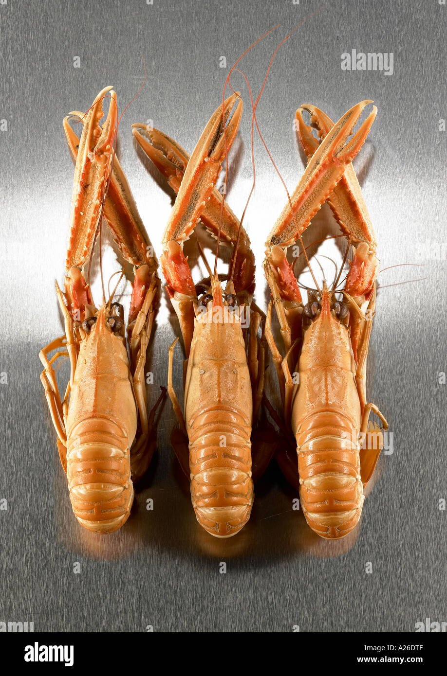 Langoustine on metal surface hi-res stock photography and images - Alamy