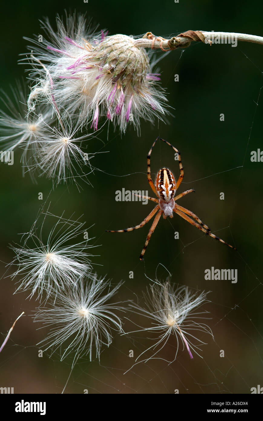 Armida hi-res stock photography and images - Alamy