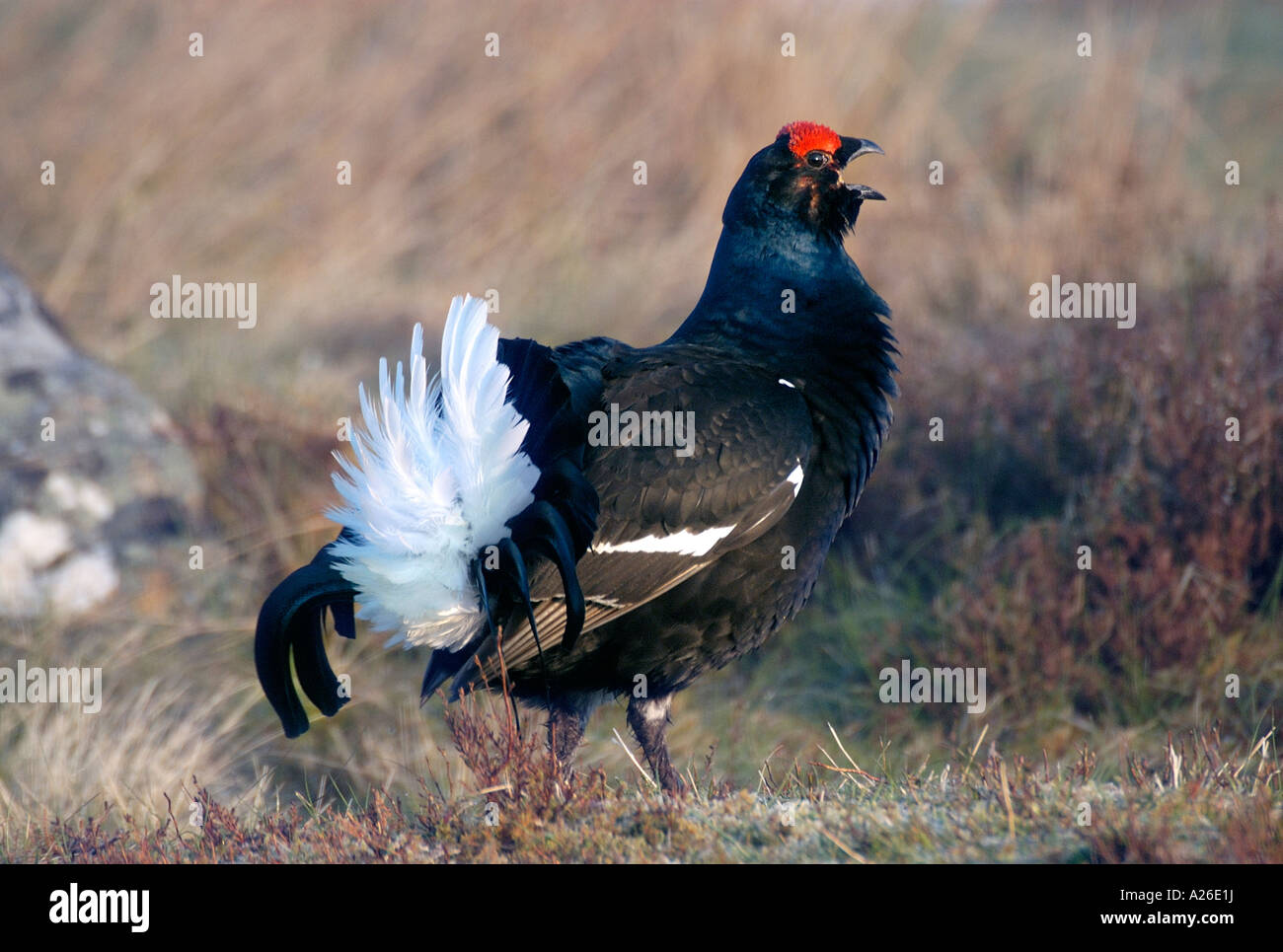 black grouse tetrao tetrix highlands scotland may Stock Photo - Alamy