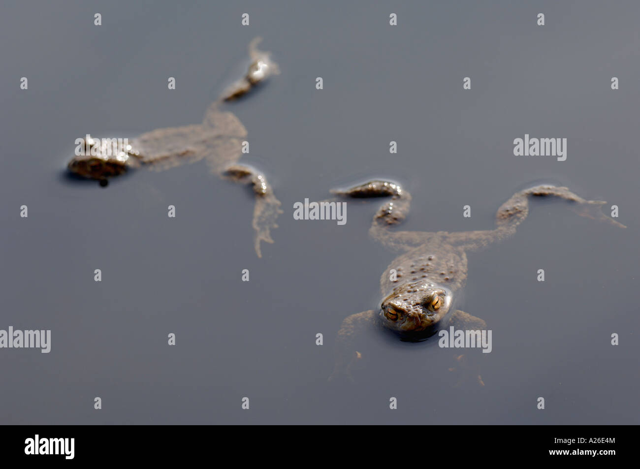 Scottish toads hi-res stock photography and images - Alamy