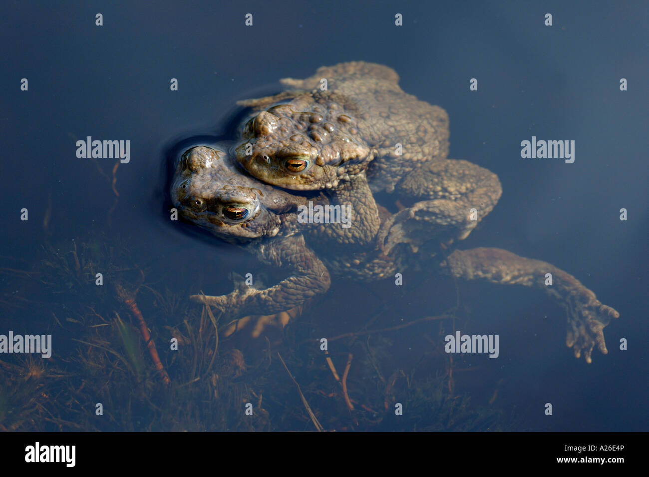 common toad bufo bufo loch mallachie highlands scotland march Stock ...