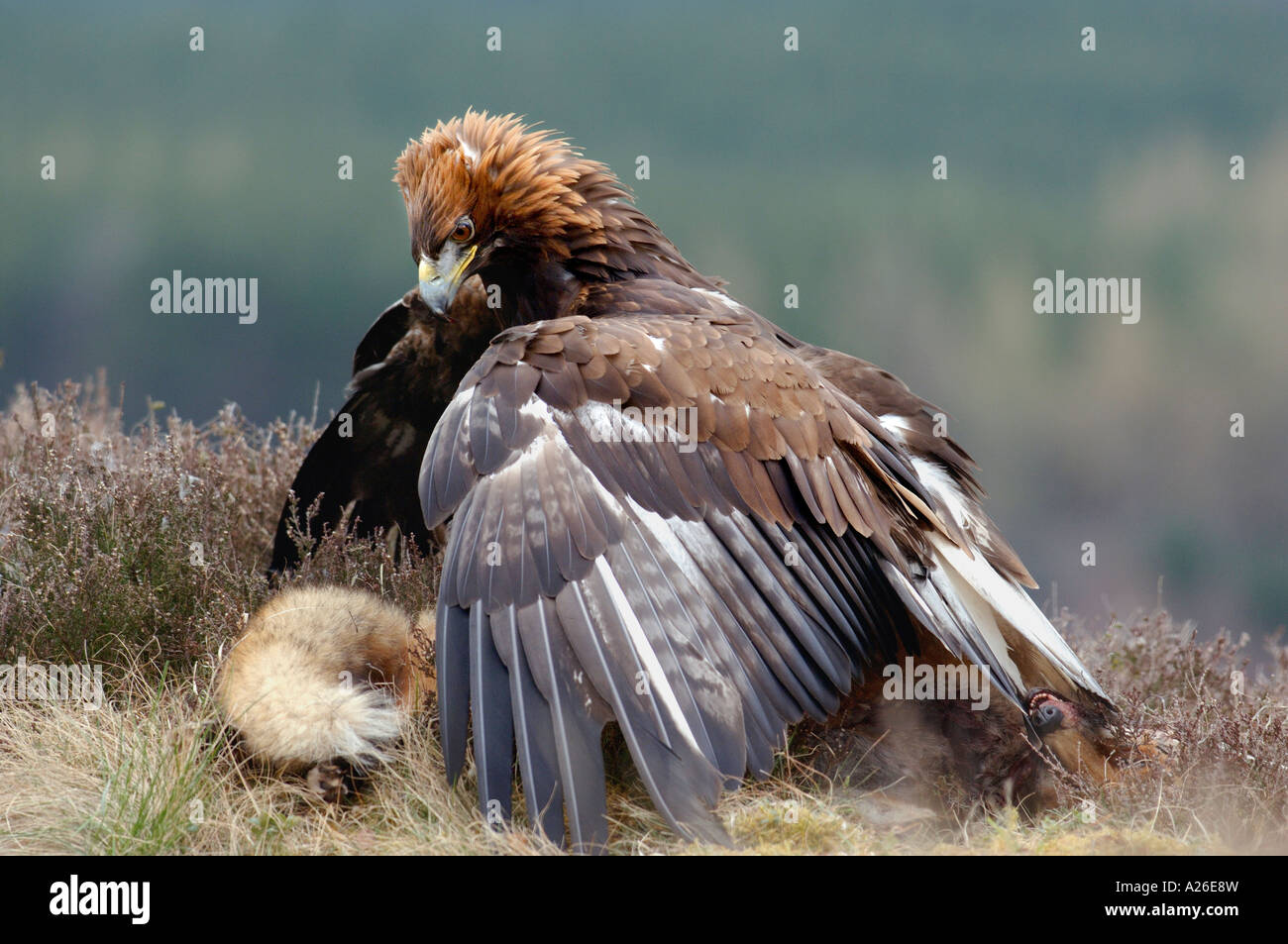 Mantling hi-res stock photography and images - Alamy