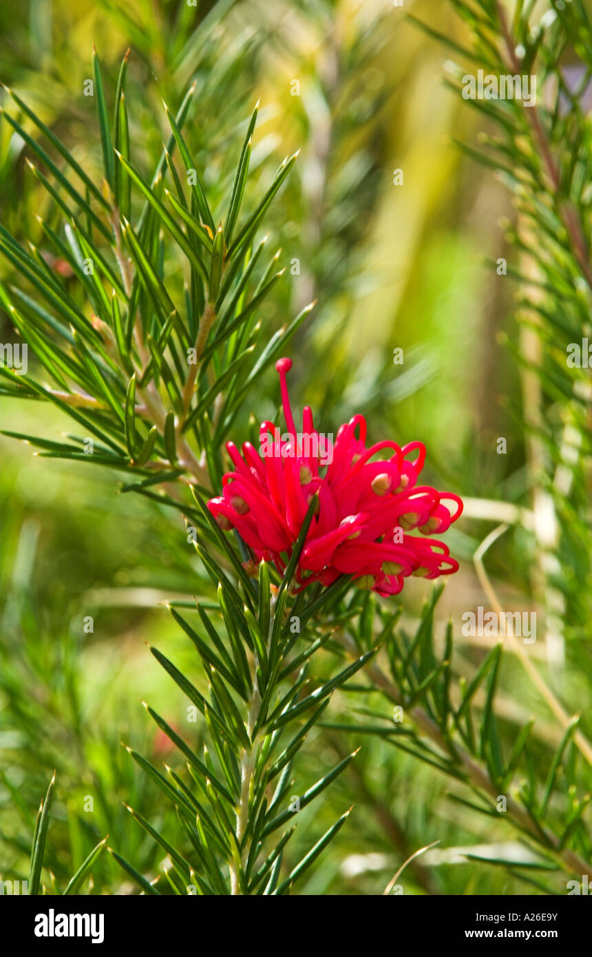 Spiky red flower hi-res stock photography and images - Alamy