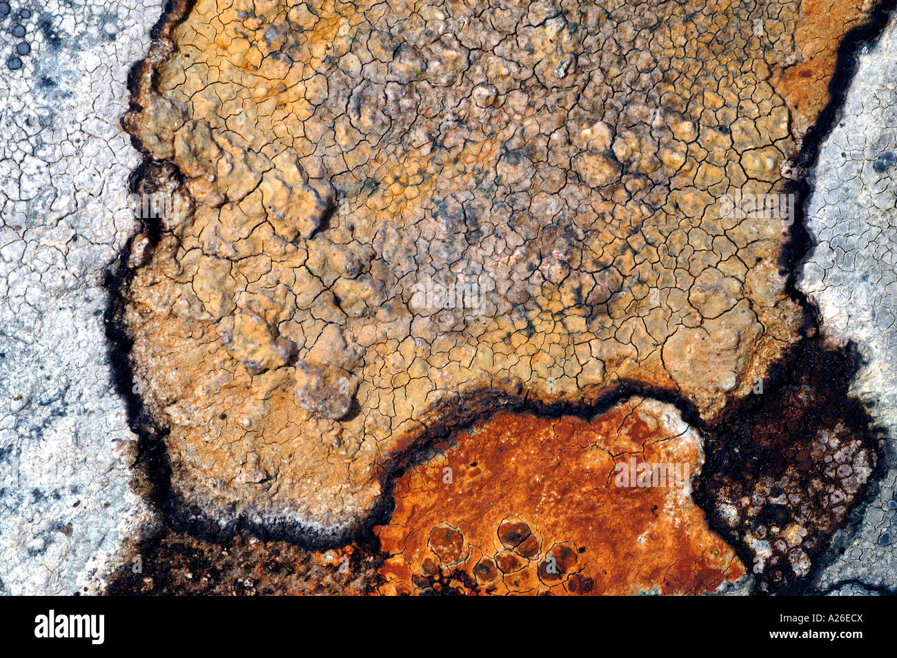 Map lichen uk hi-res stock photography and images - Alamy