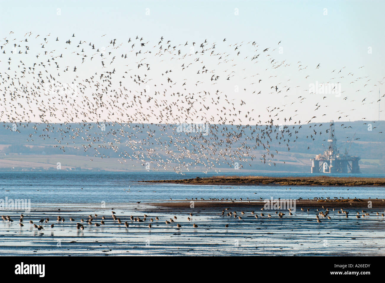 scenic view of wading birds with oil rig in background, cromarty firth ...
