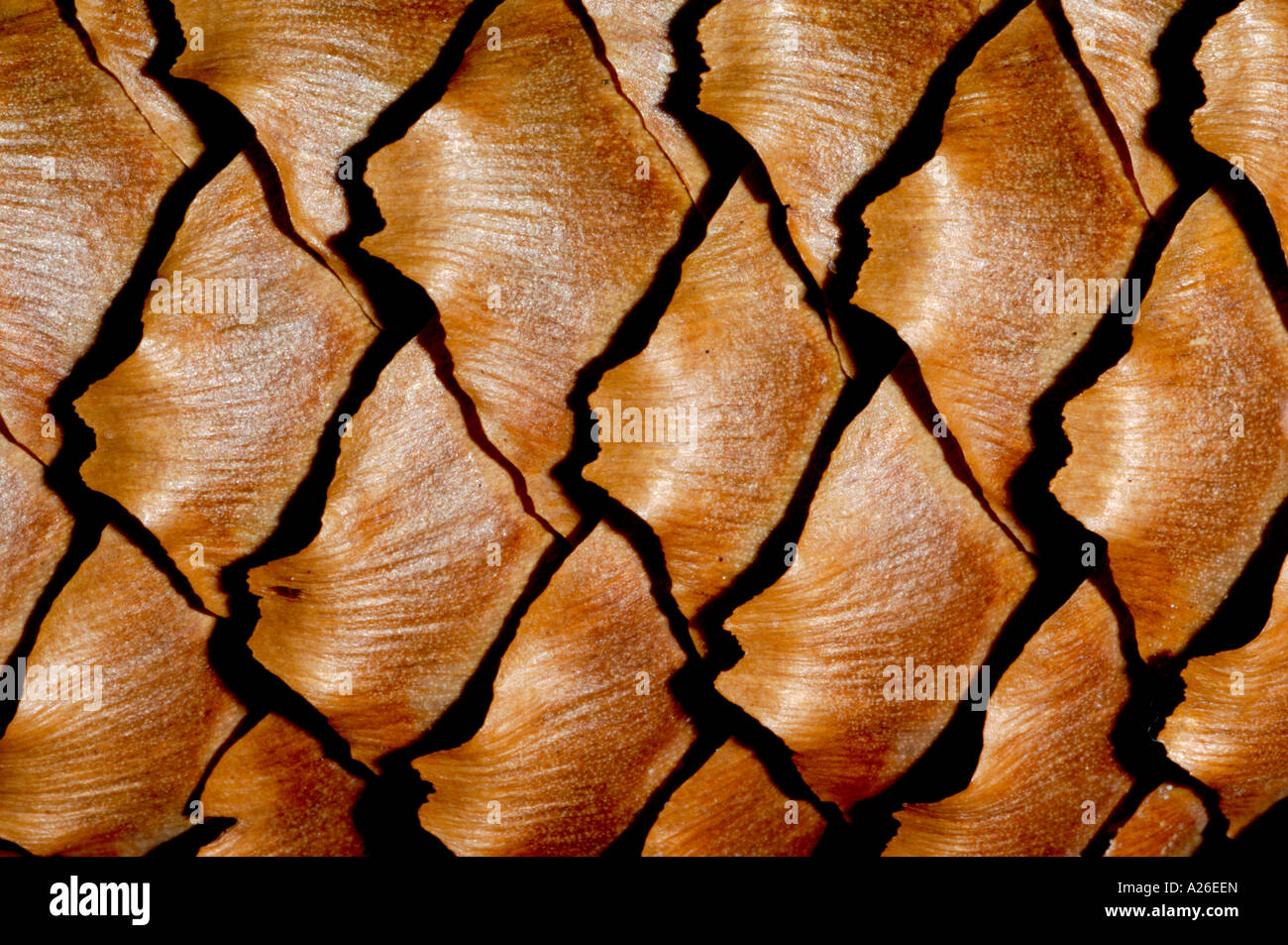 Overlapping Scales Stock Photos & Overlapping Scales Stock Images - Alamy