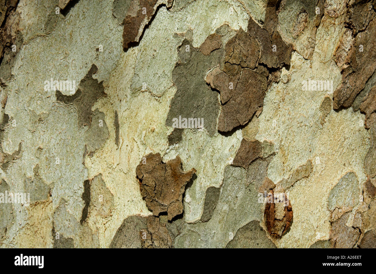 Bark patterns hi-res stock photography and images - Alamy