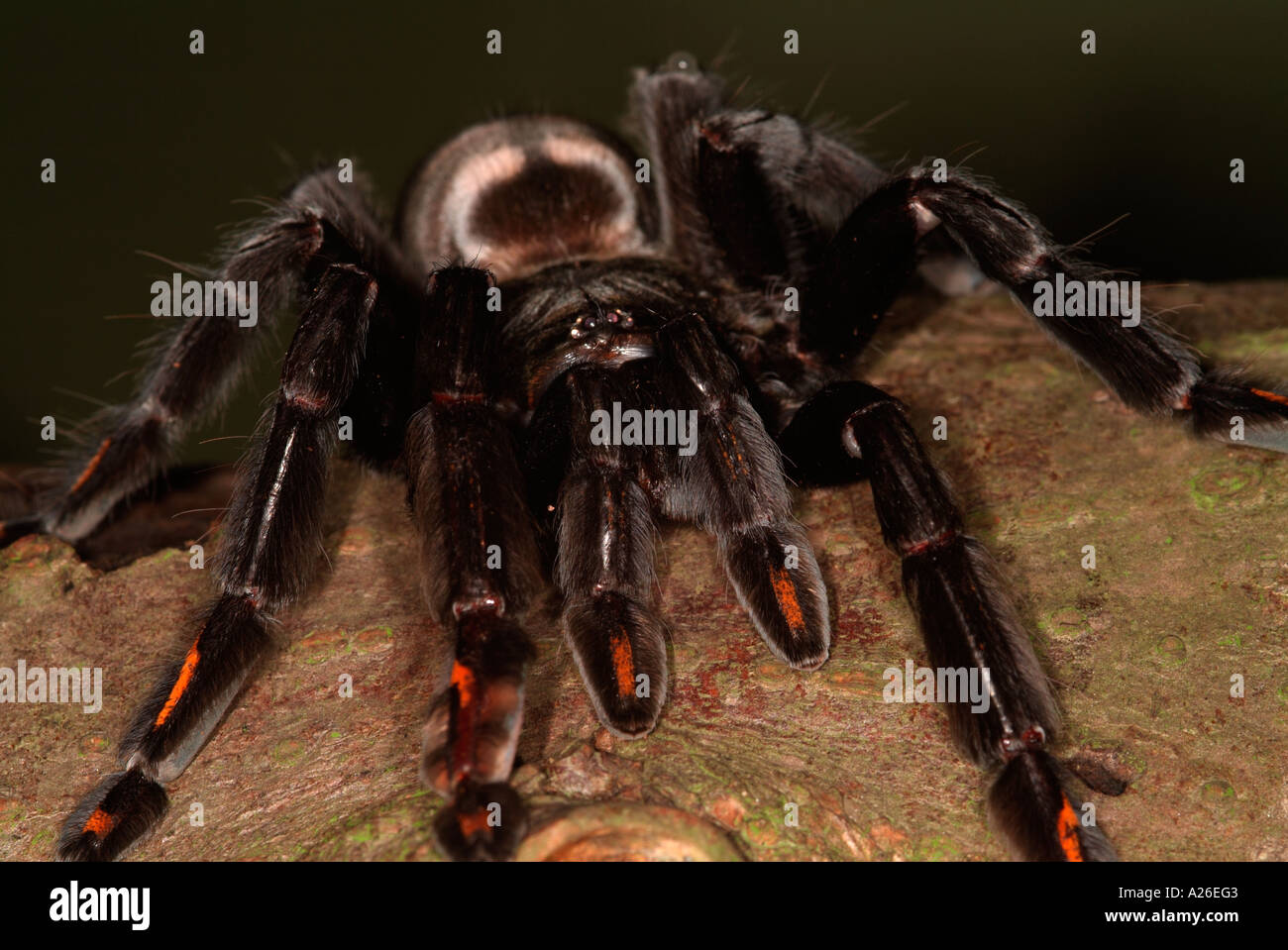 Tarantula Spider Venezuela Sun Tiger Psalmopeous irminia Venezuela on ...