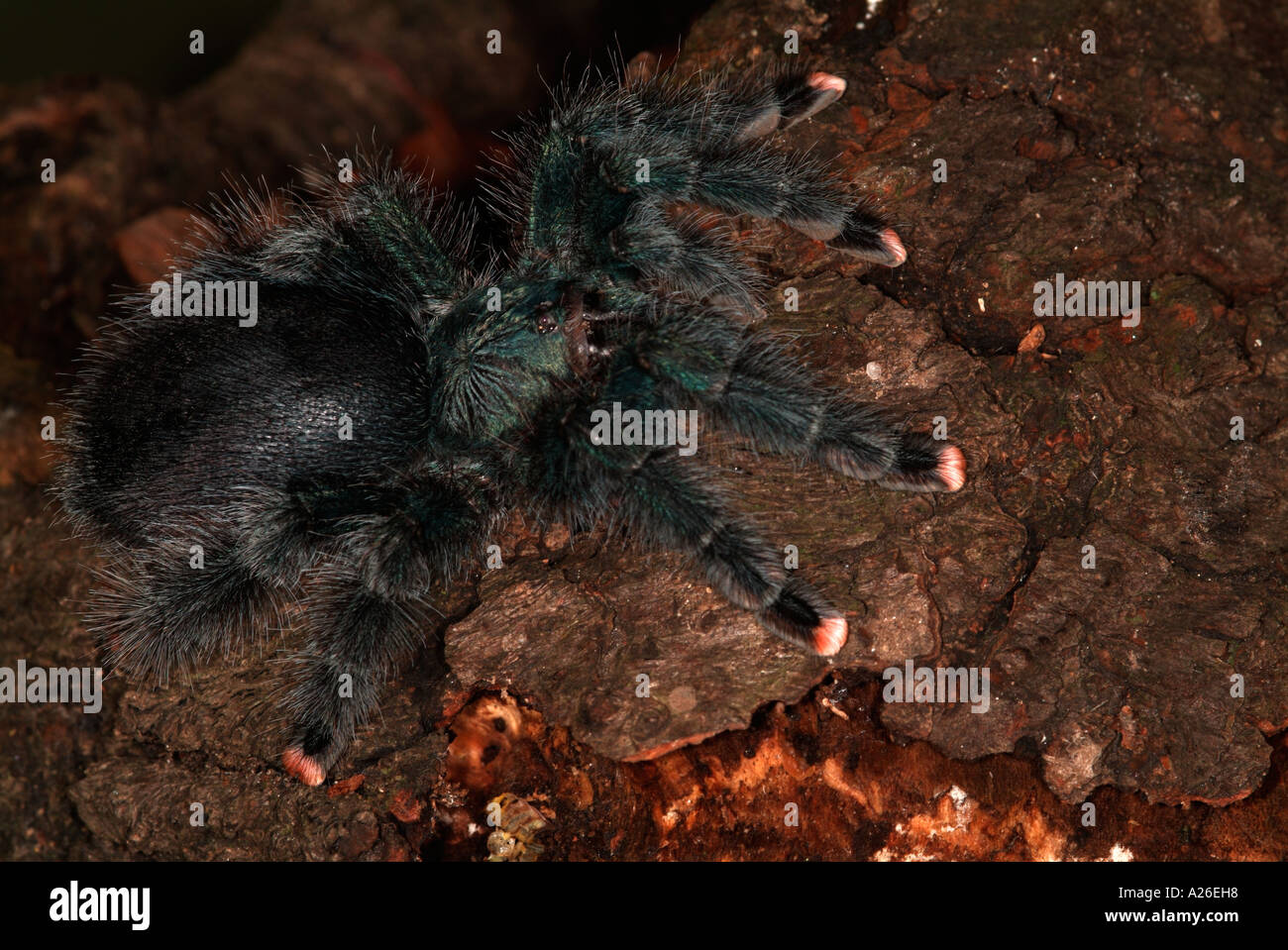 Tarantula Spider Irridescent Pink Toed Avicularia metallica Surinam ...