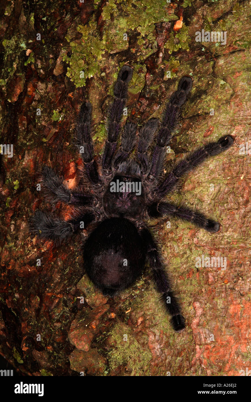 Tarantula Spider Purple Pink Toed Avicularia purpurea Ecuador South ...