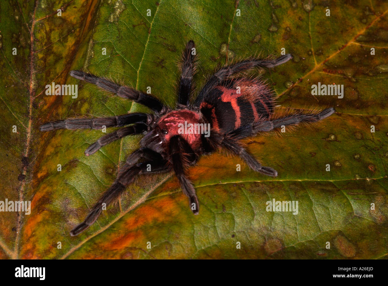 Tarantula Spider Mexican Tiger Rump Davas pentalorus Mexico Stock Photo ...