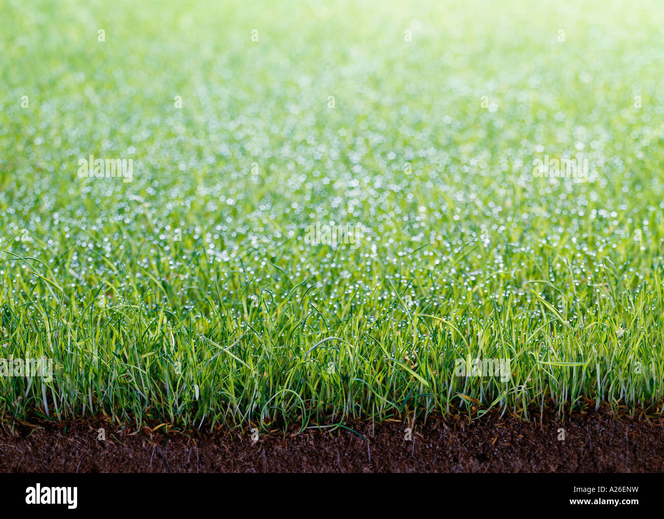 Grass with roots hi-res stock photography and images - Alamy