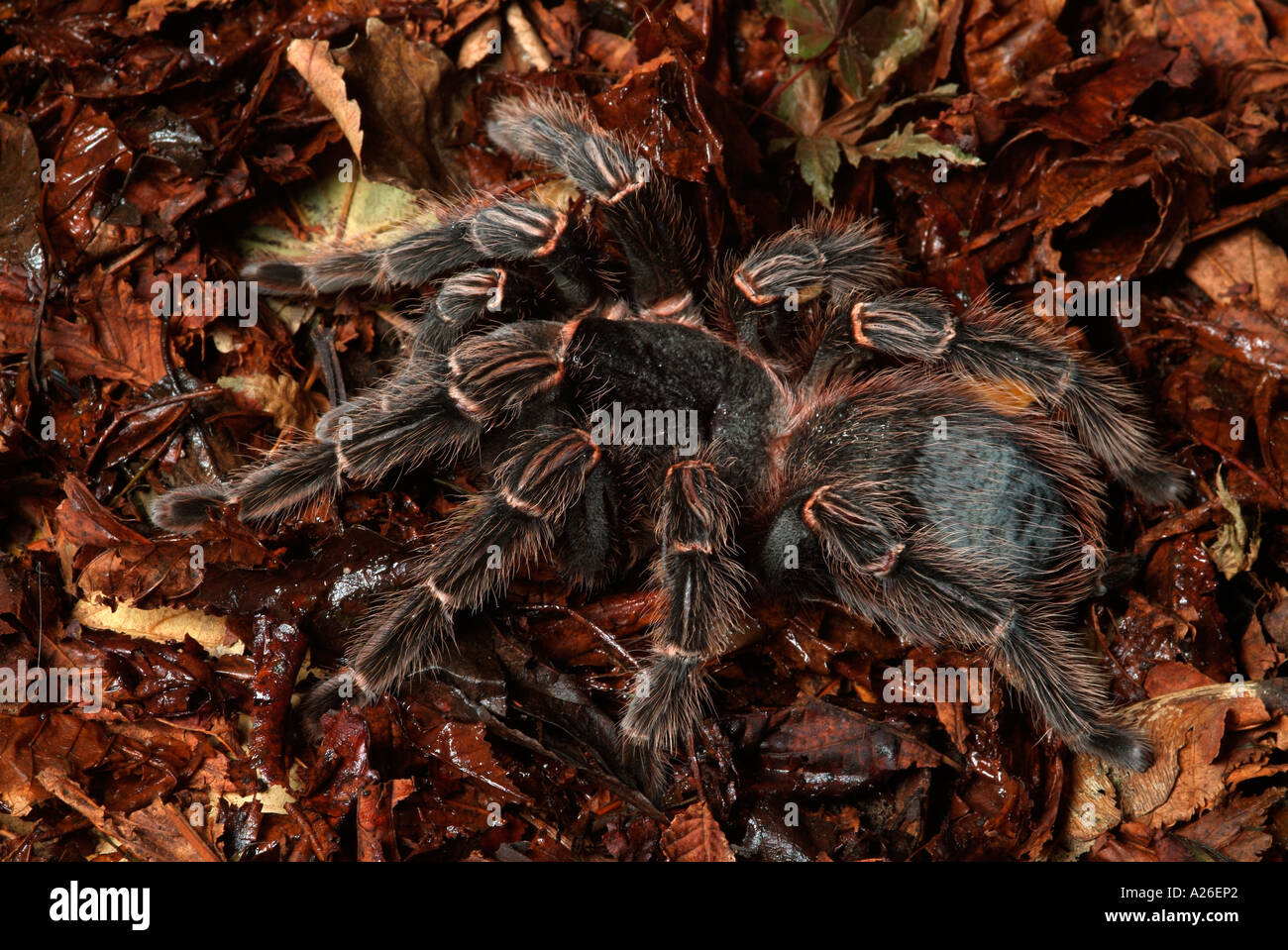 Tarantula spider salmon pink bird hi-res stock photography and images ...