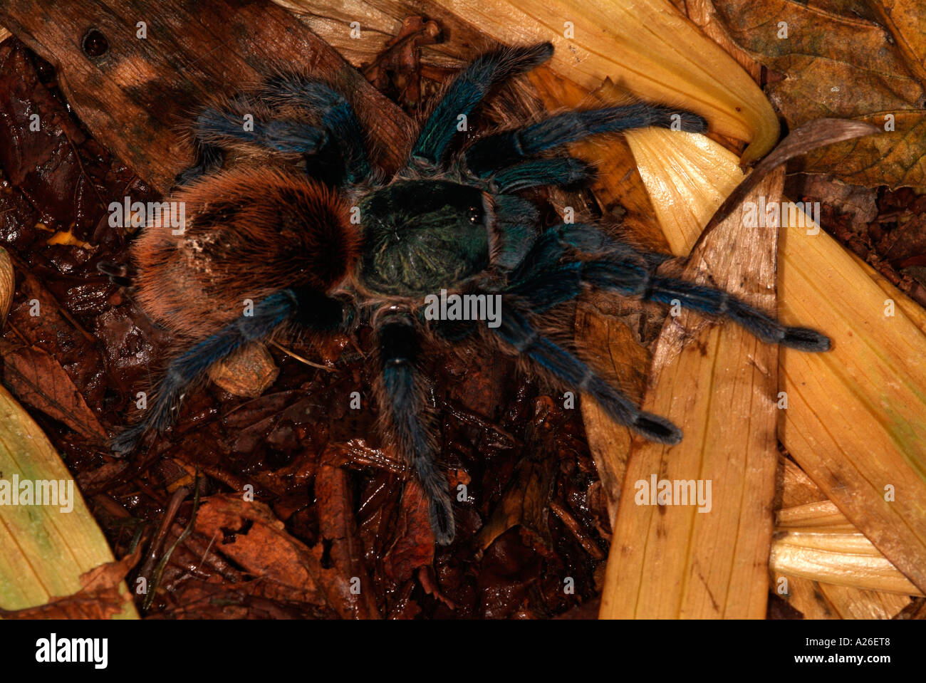 Tarantula Spider Green Bottle Blue Chromatopelma cyanopubescens ...
