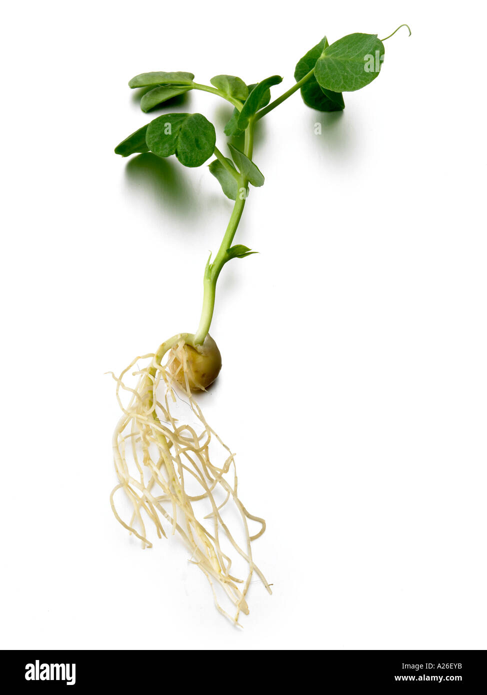 Pea sprout Cut Out Stock Images & Pictures - Alamy