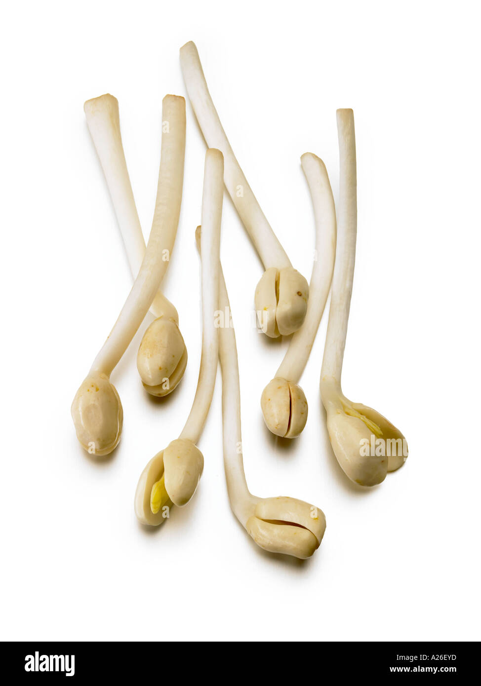 Sprouting peanuts hi-res stock photography and images - Alamy