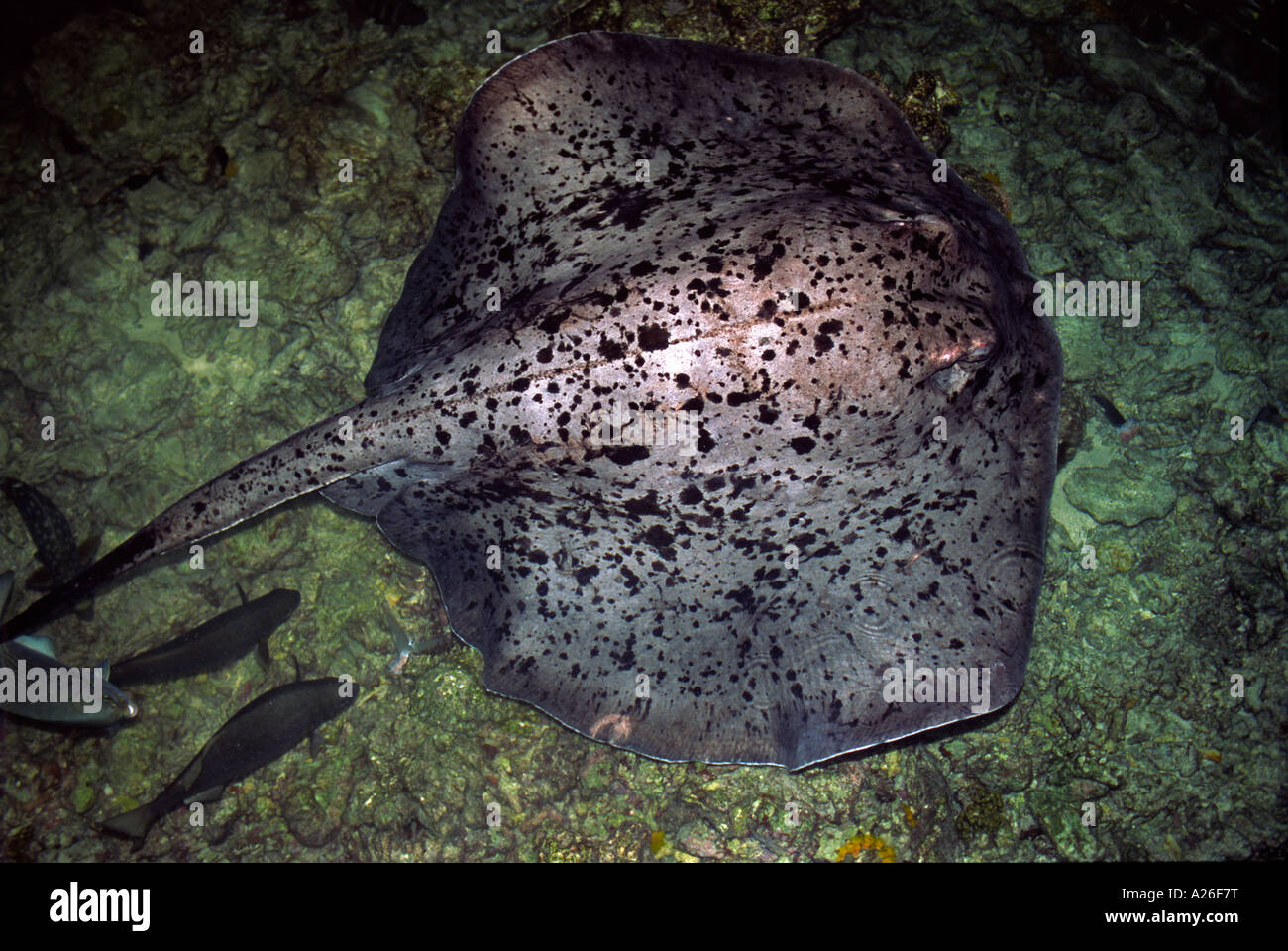 Stingray barb hi-res stock photography and images - Alamy