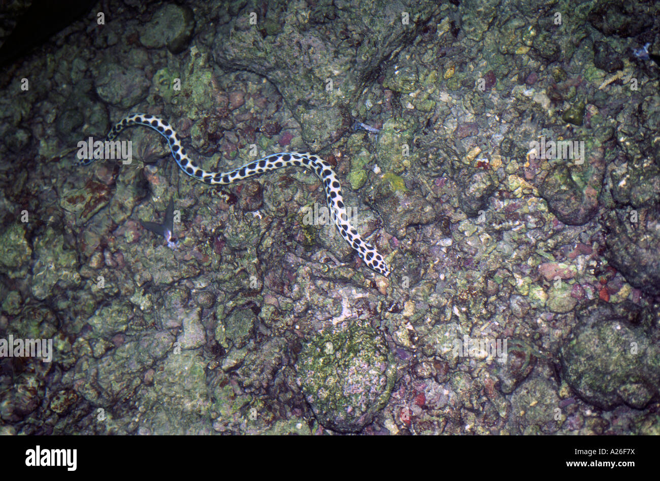 Spotted eel in Maldives Stock Photo - Alamy