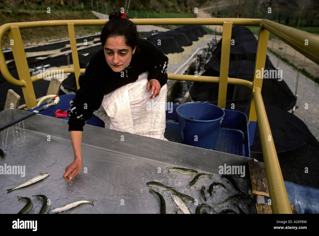 Fish sorting table hi-res stock photography and images - Alamy