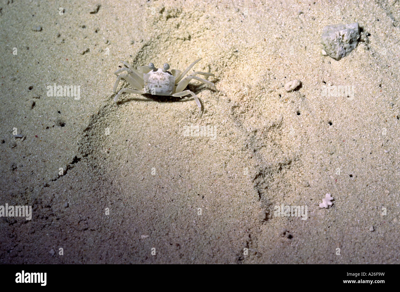 Ghost crab in human footprint, coral beach Stock Photo - Alamy