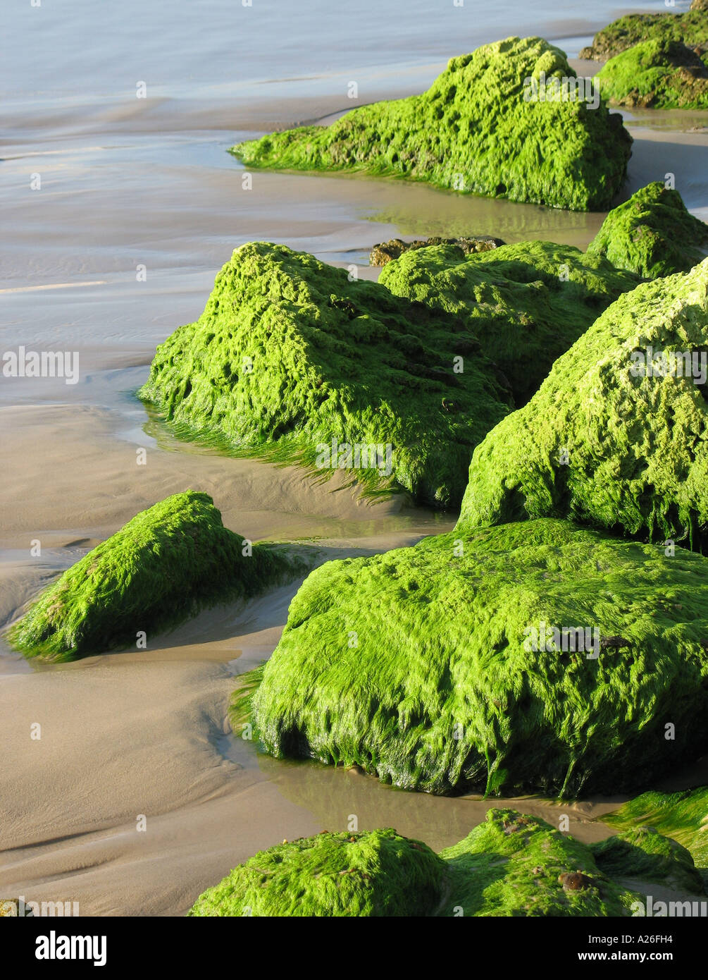 Seaweed Covered Rocks in the Ocean Waves Stock Photo - Alamy