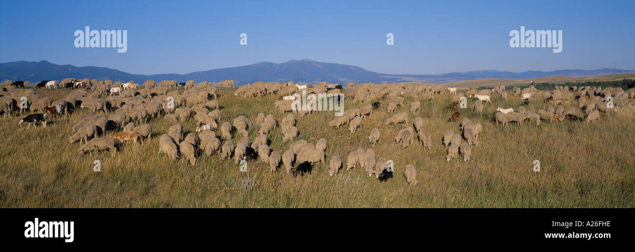 Prairie ecosystem hi-res stock photography and images - Alamy