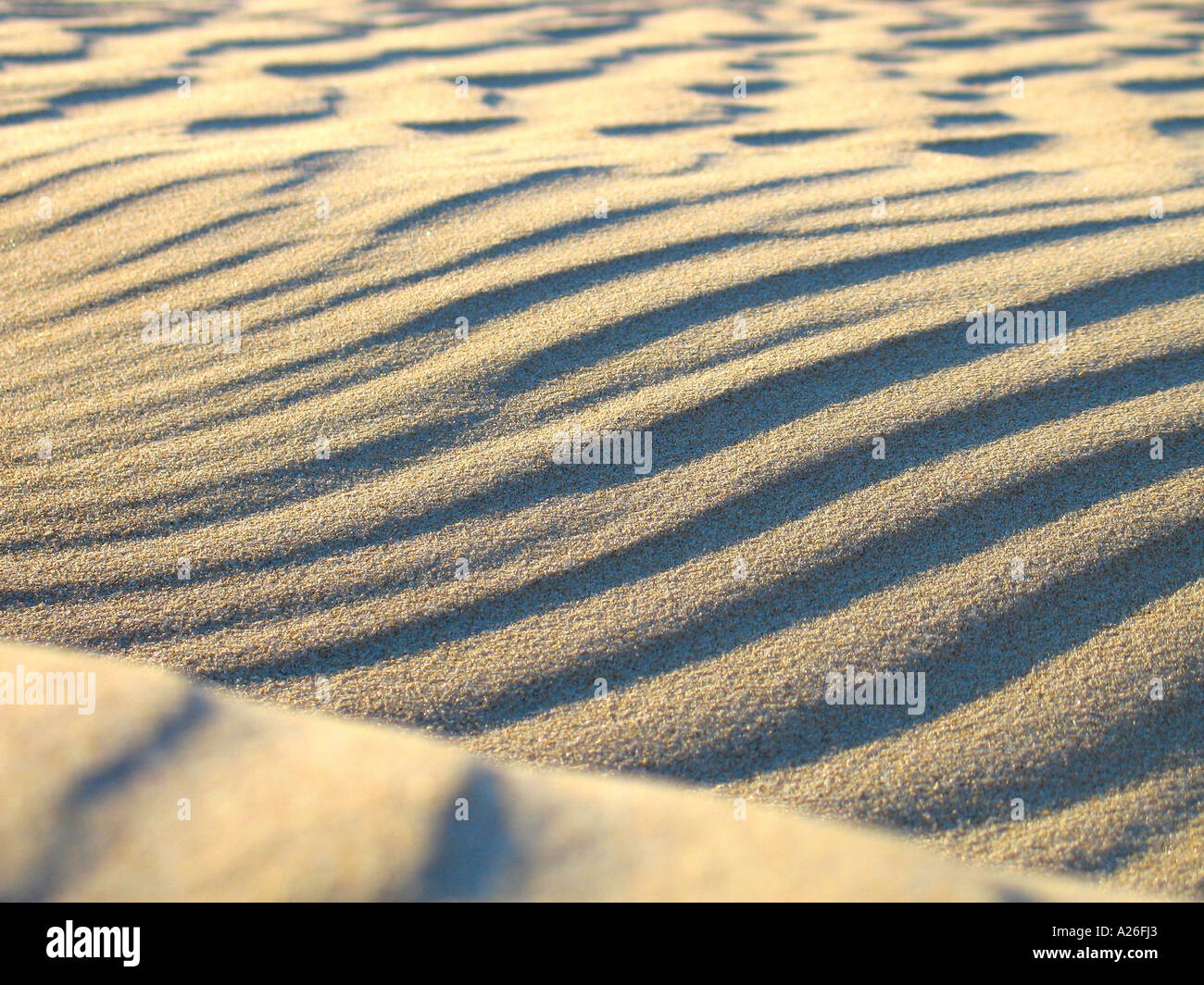 Detail Sand Dune Beach Closeup Close Up Detail Stock Photo - Alamy