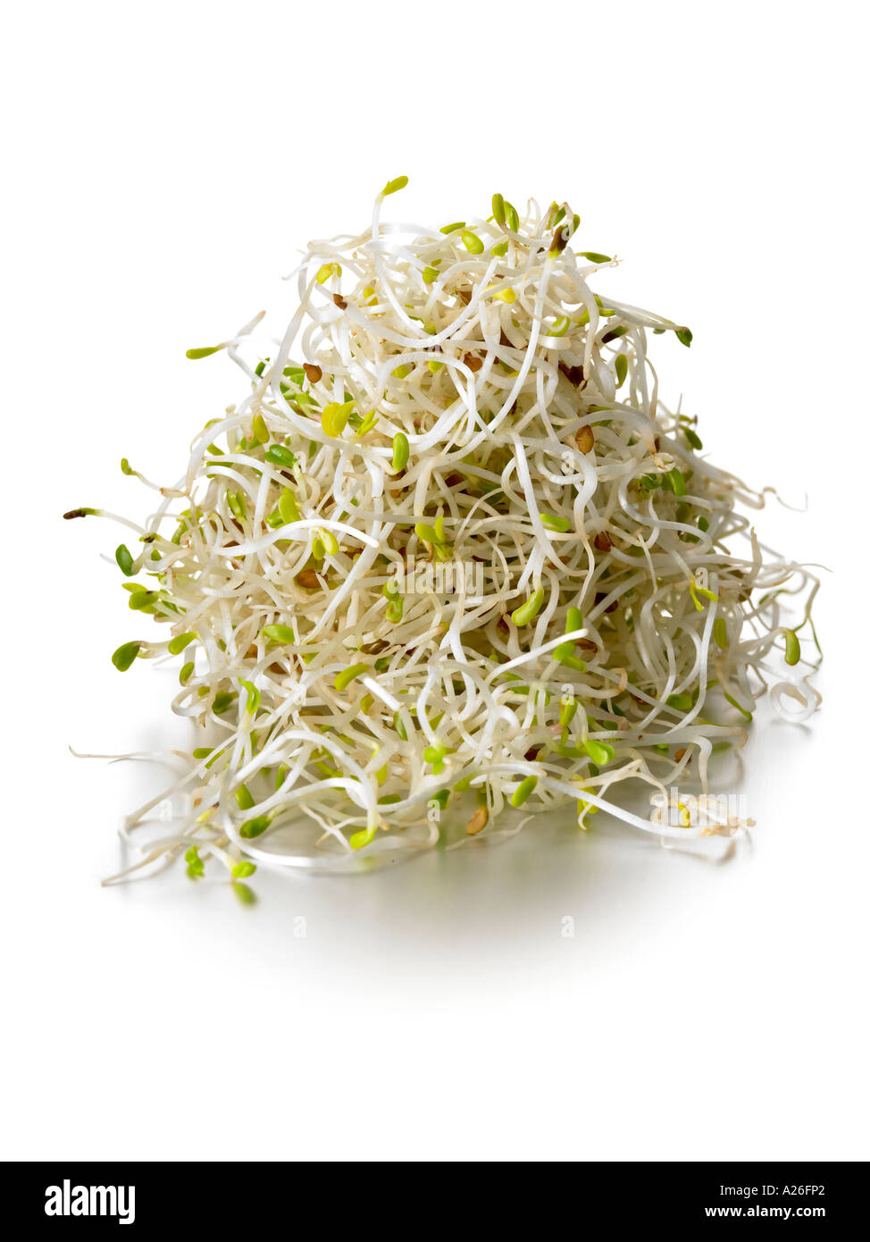 Sprouting alfalfa hi-res stock photography and images - Alamy