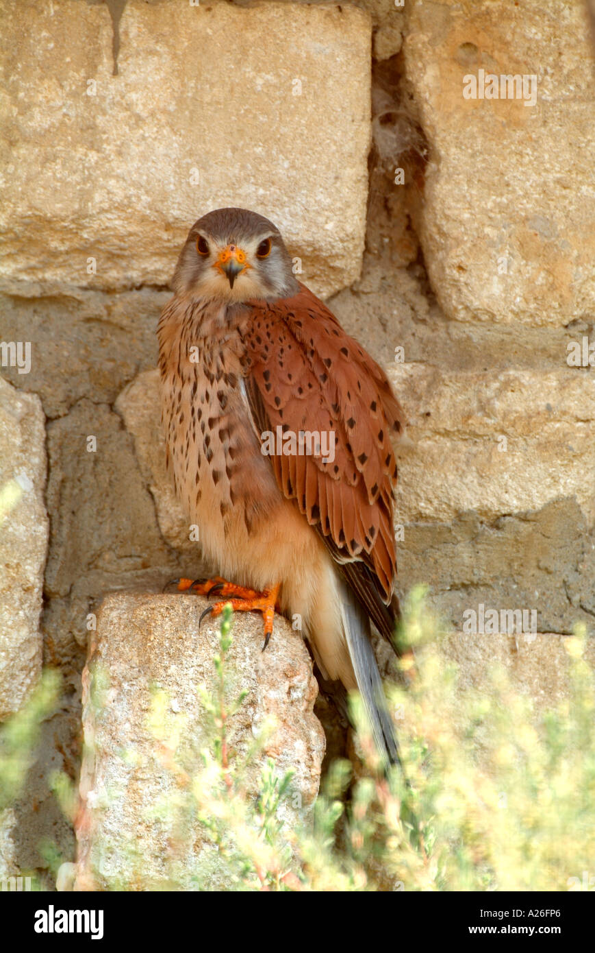 Kestrel Falco tinnunculus sheltering under eaves of house by wall ...