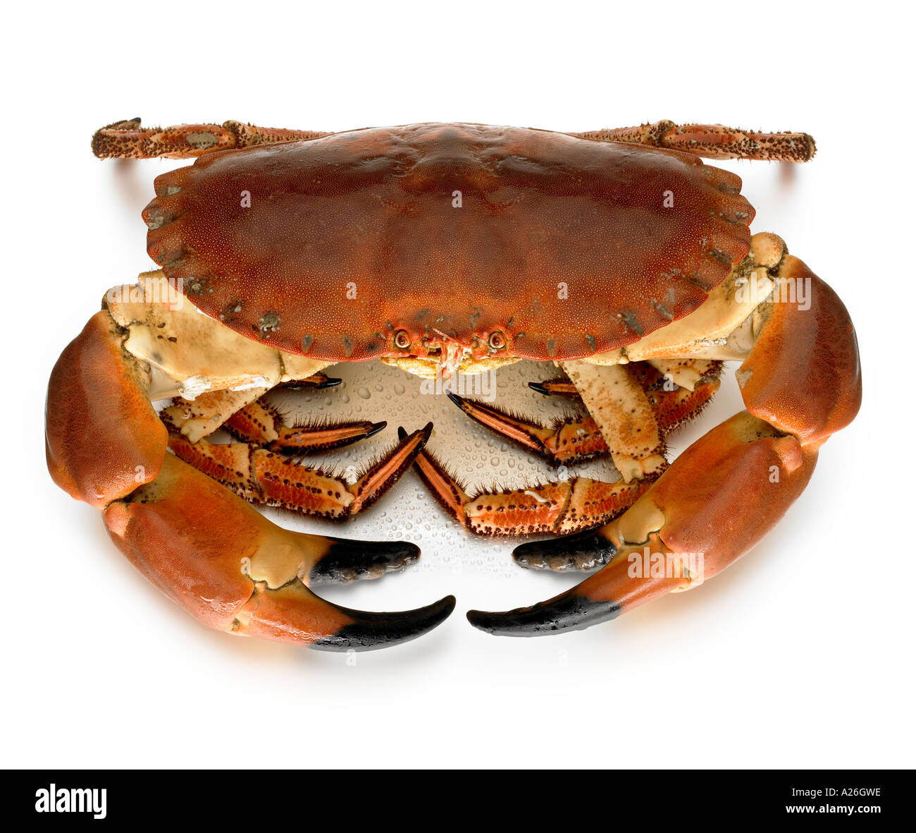 Crab shell texture Cut Out Stock Images & Pictures - Alamy