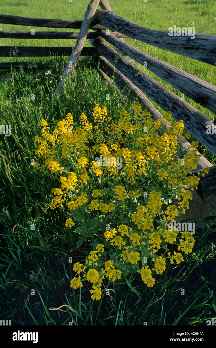 Wild mustard and a split rail fence Gettysburg Pennsylvania Stock Photo ...