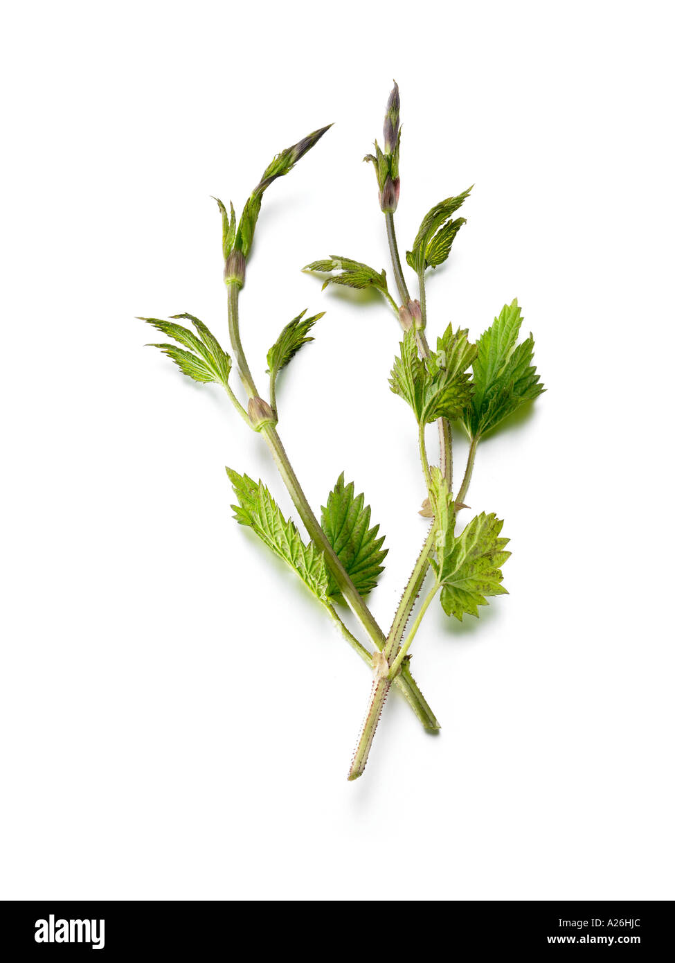 Hop Shoots beer farm cut-out grow beverage beer flavour aroma ...