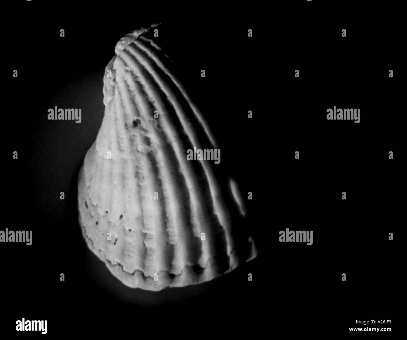 Deep shell Black and White Stock Photos & Images - Alamy