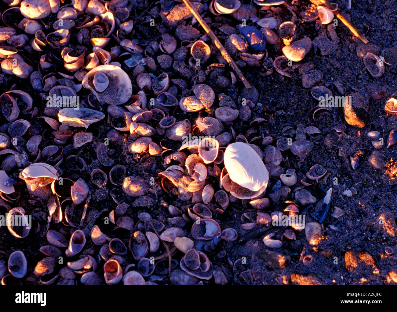 Ribbed shells hi-res stock photography and images - Alamy