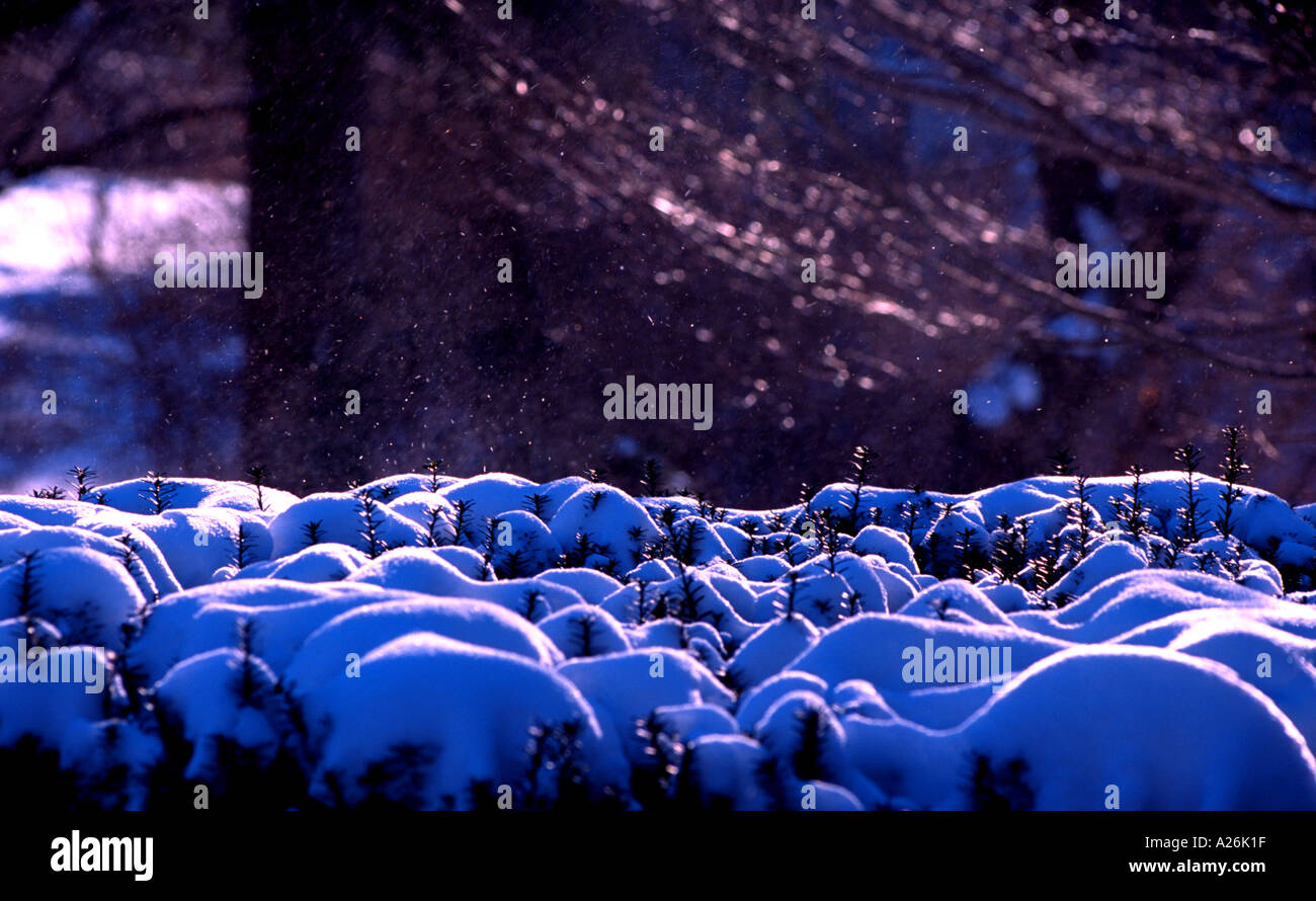 Snow on the Front Porch Stock Photo - Alamy
