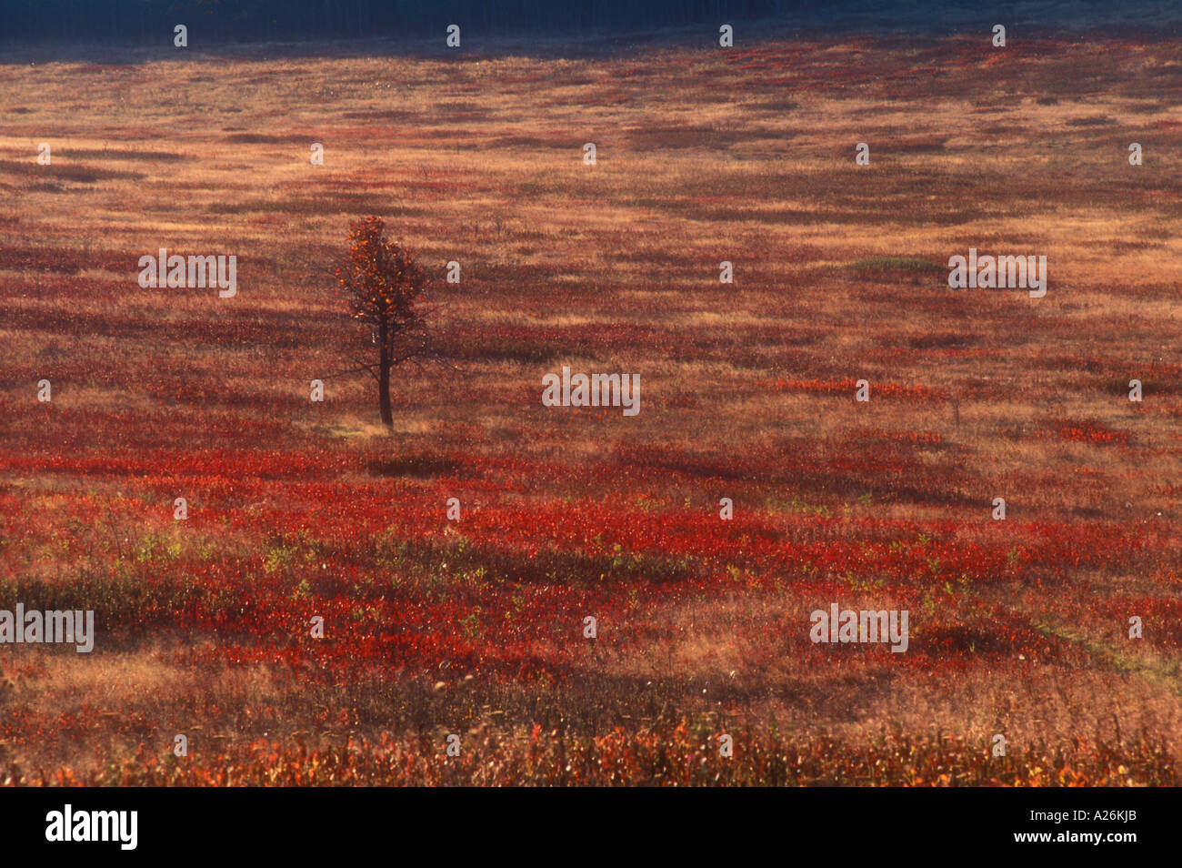 Blueberry shrubs and solitary oak in Big Meadows. Shenandoah National ...