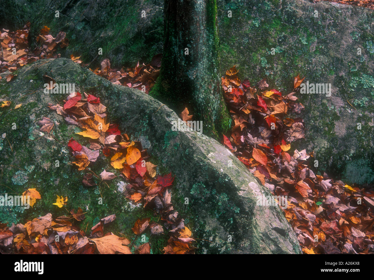 Autumn leaves tree and rock outcrops. Great Smoky Mountains National ...