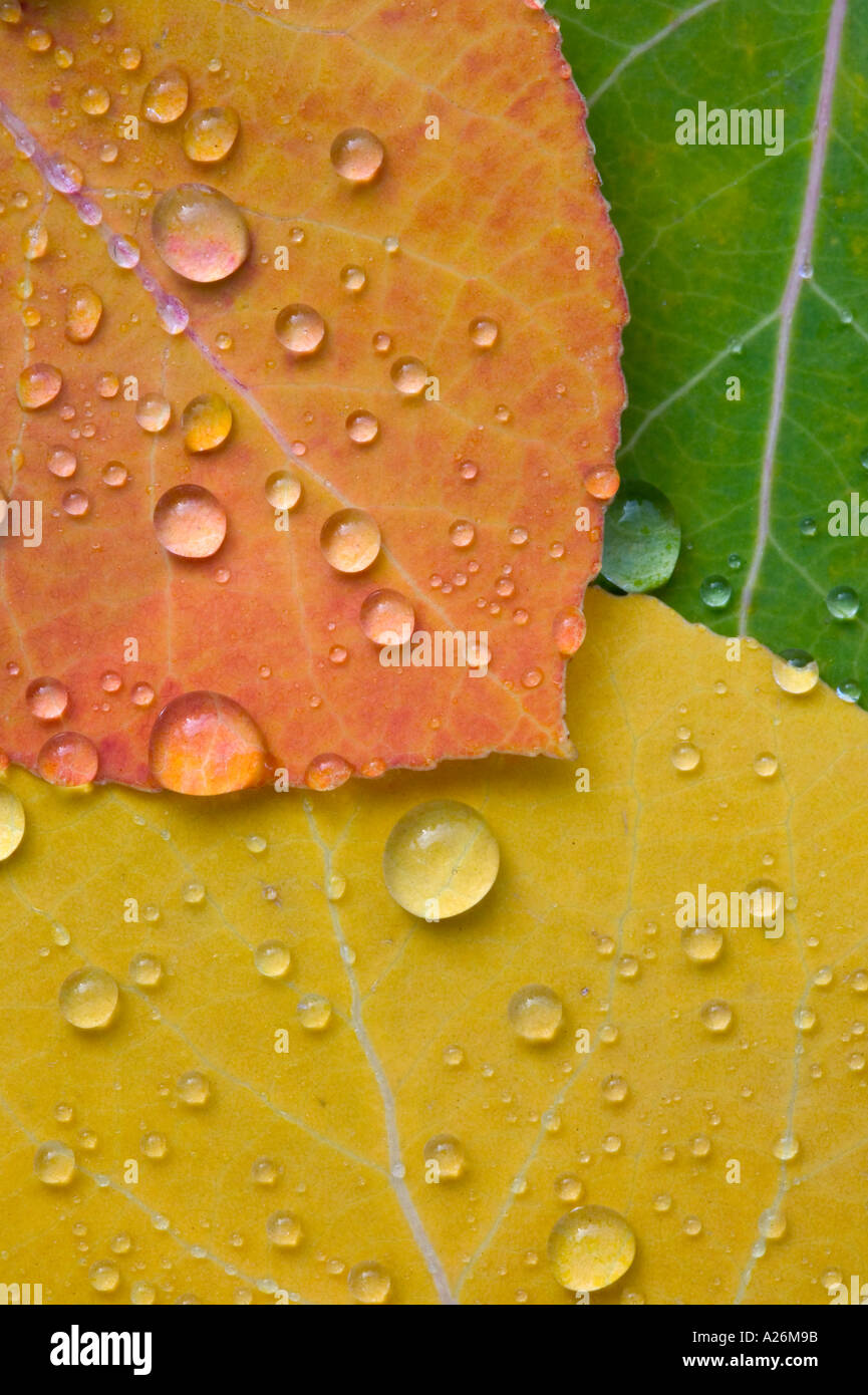 Colorado fall aspen vail hi-res stock photography and images - Alamy