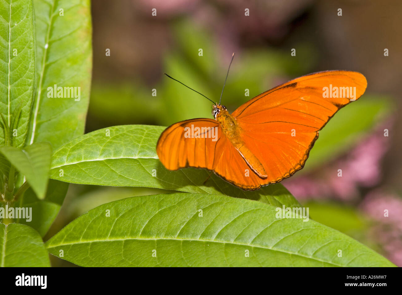 Julia butterfly (Dryas Julia) Tropical butterfly Native to South ...