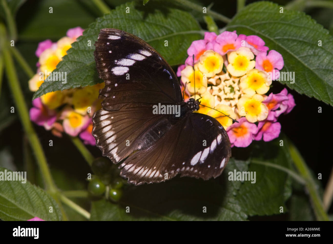 Black and white tropical butterfly perched on flower. Native to South ...