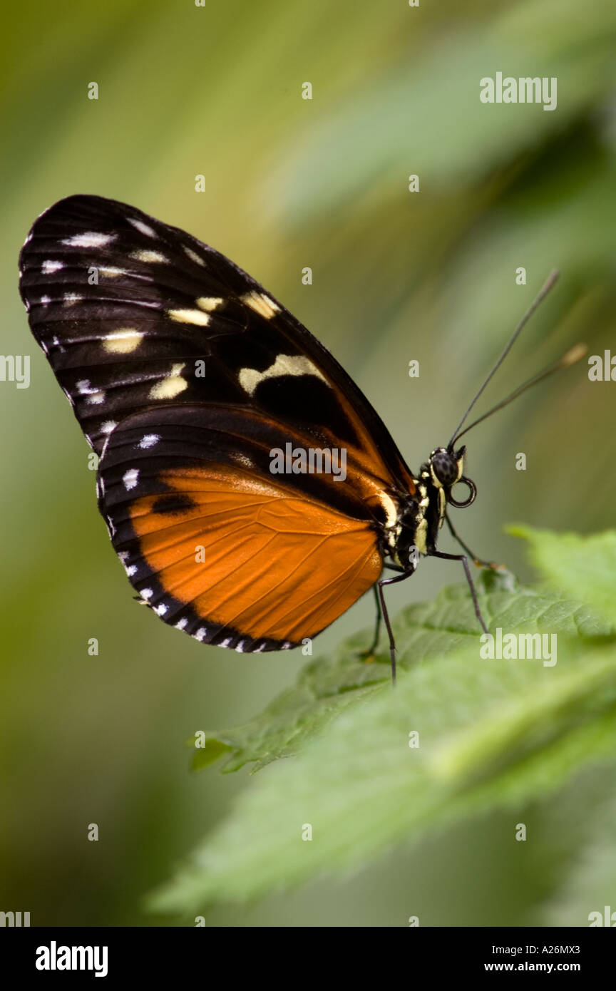 Golden helicon hi-res stock photography and images - Alamy