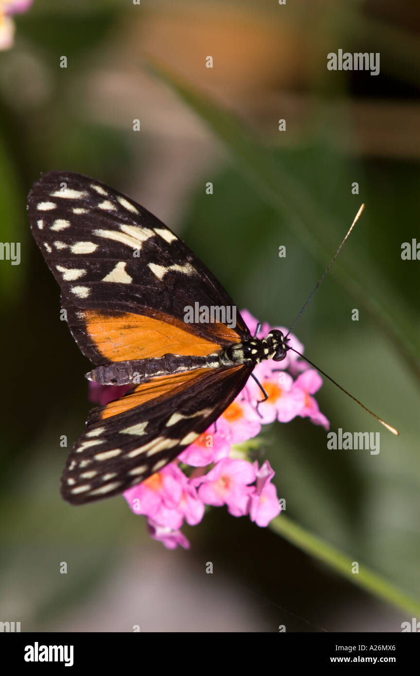 Golden helicon (Heliconius hecale) Tropical butterfly Native to South ...