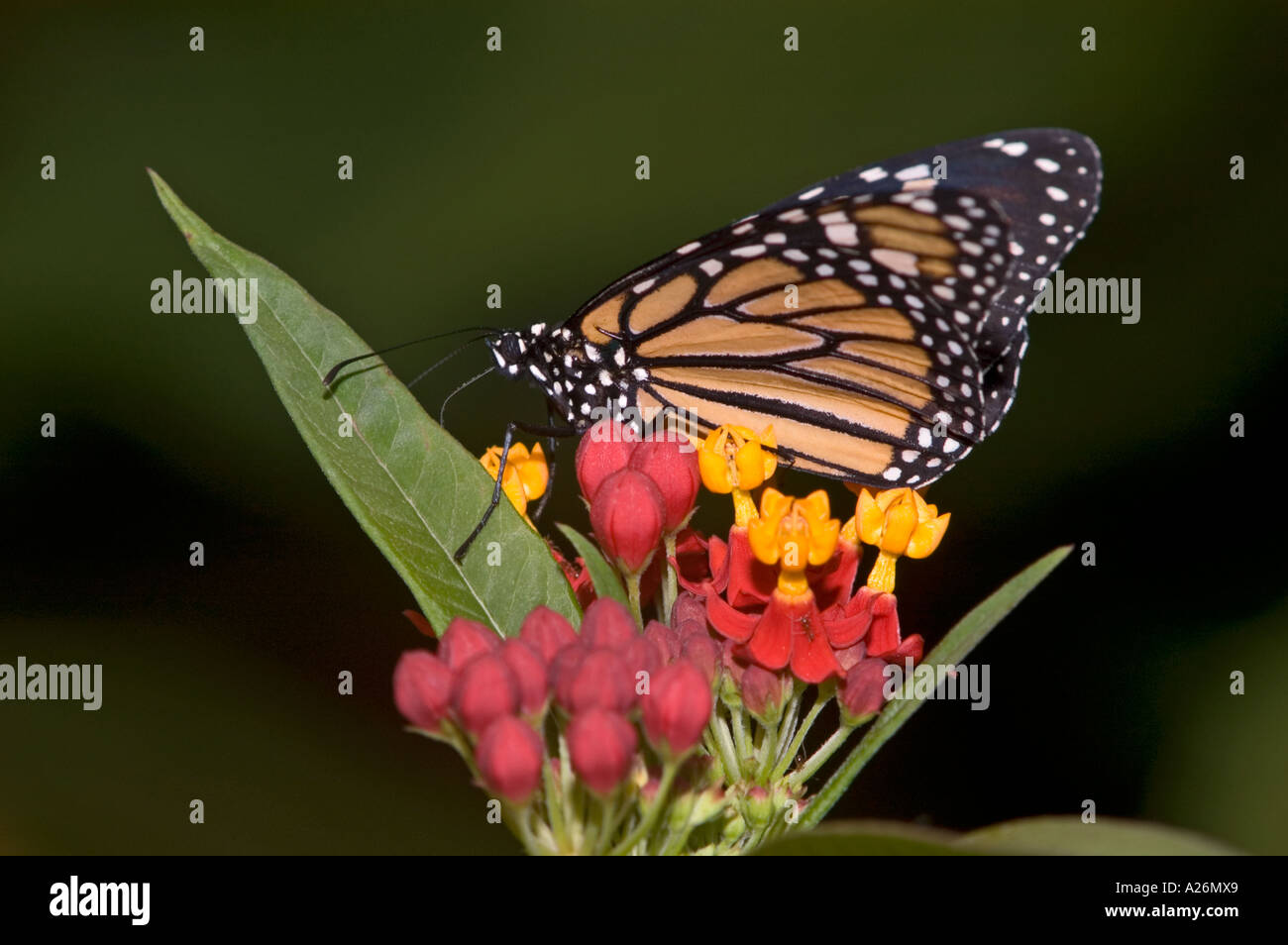 Monarch (Danaus plexippus) Native to North America. Winters in Mexico ...