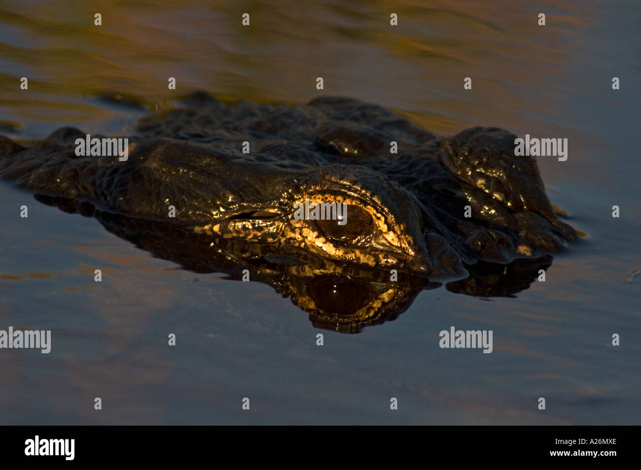 Submerged alligators hi-res stock photography and images - Alamy