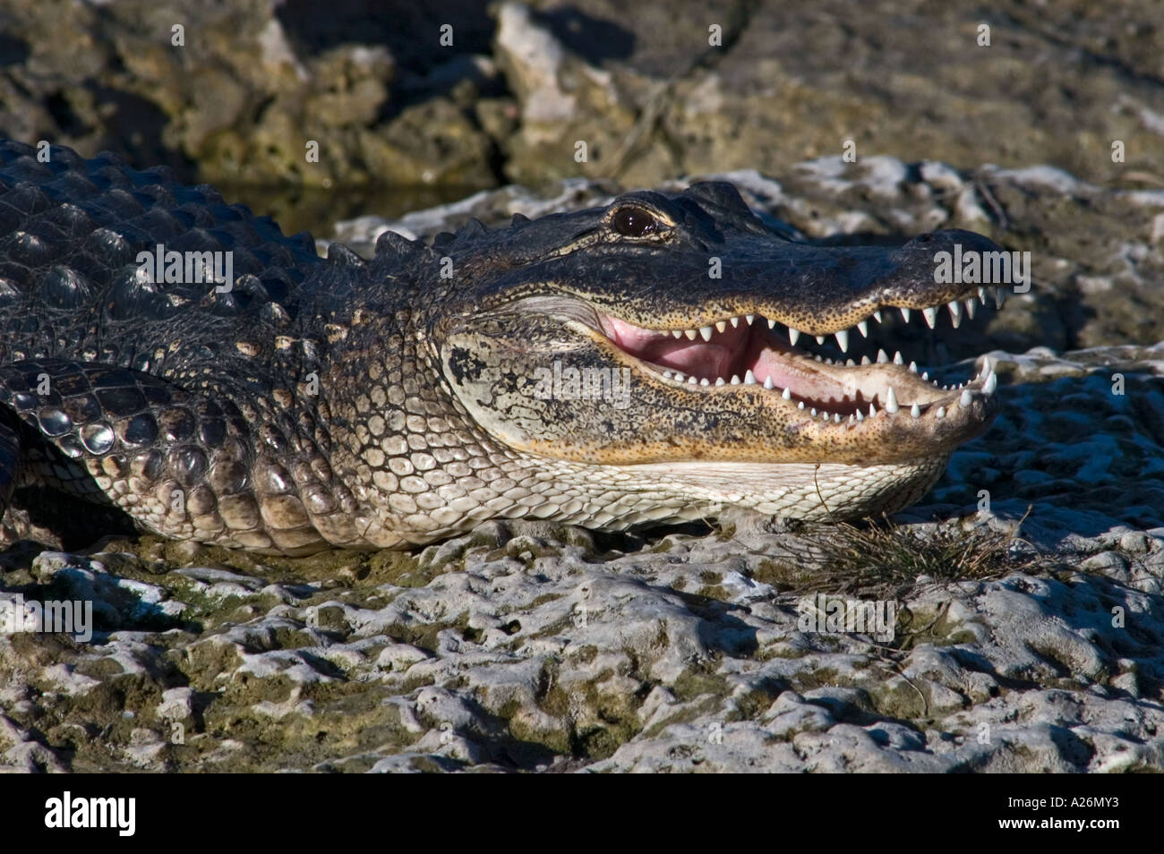 American alligator (Alligator mississippiensis) Adult basking ...