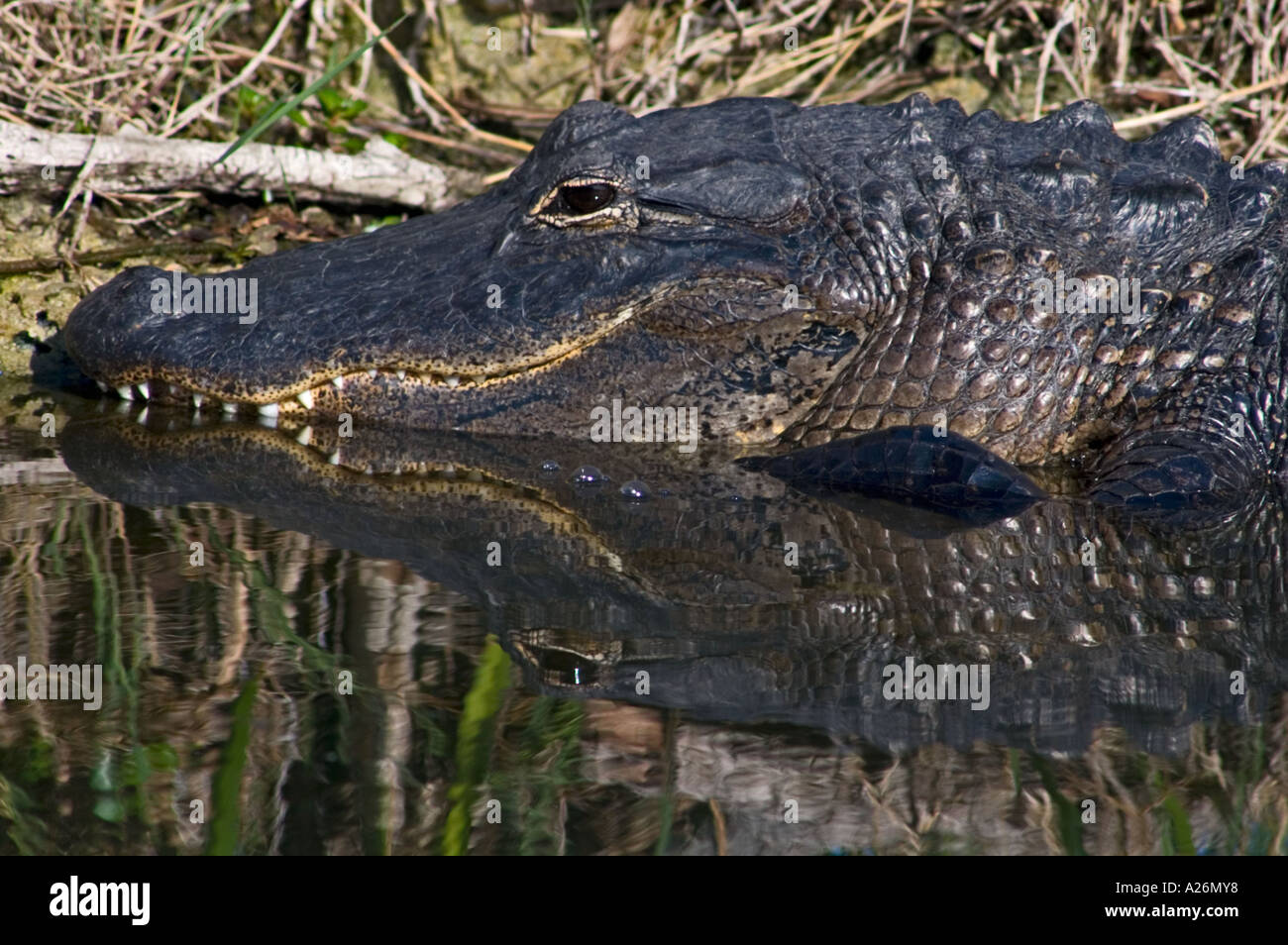 American alligator (Alligator mississippiensis) Adult alligator partly ...