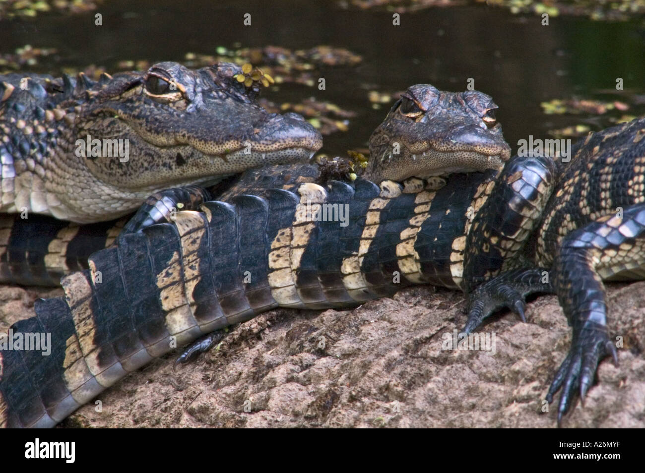 American alligator (Alligator mississippiensis) Juveniles baskinng ...